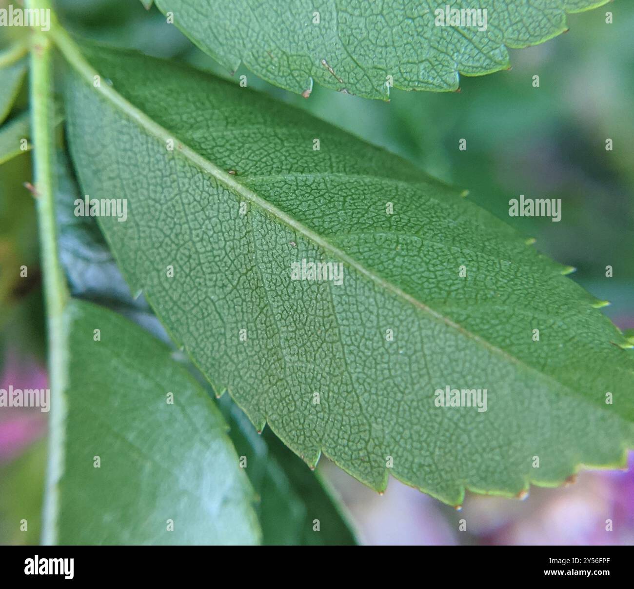 Cinnamon Rose (Rosa majalis) Plantae Stock Photo - Alamy