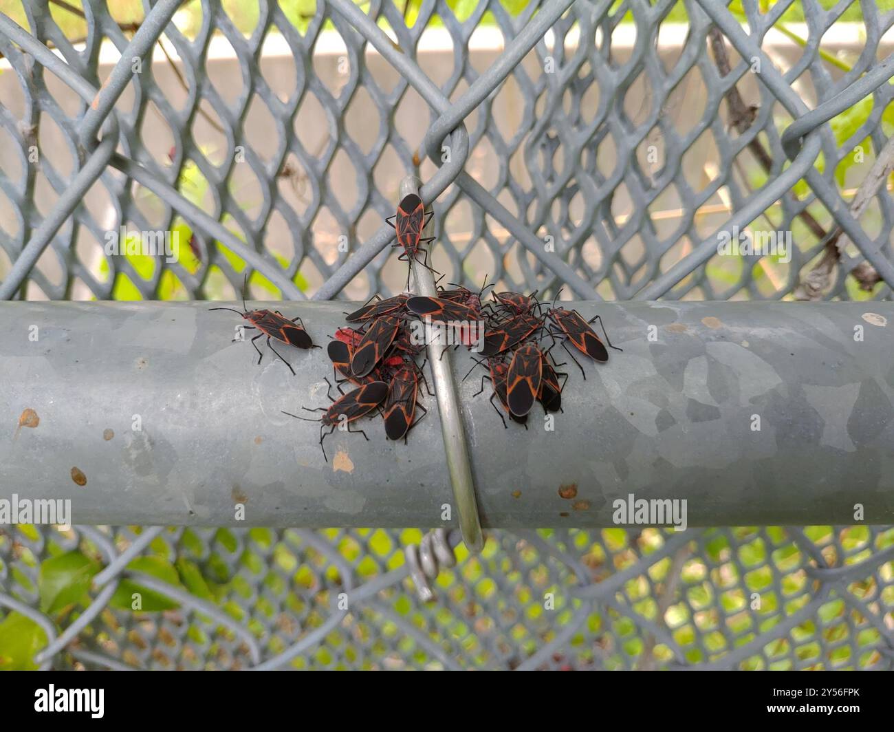 Eastern Boxelder Bug (Boisea trivittata) Insecta Stock Photo - Alamy