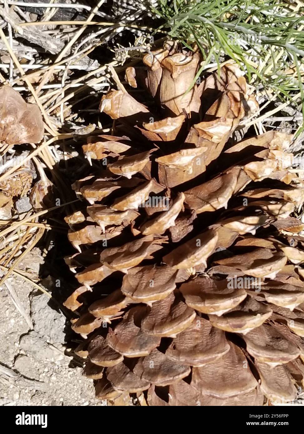 Jeffrey pine (Pinus jeffreyi) Plantae Stock Photo - Alamy