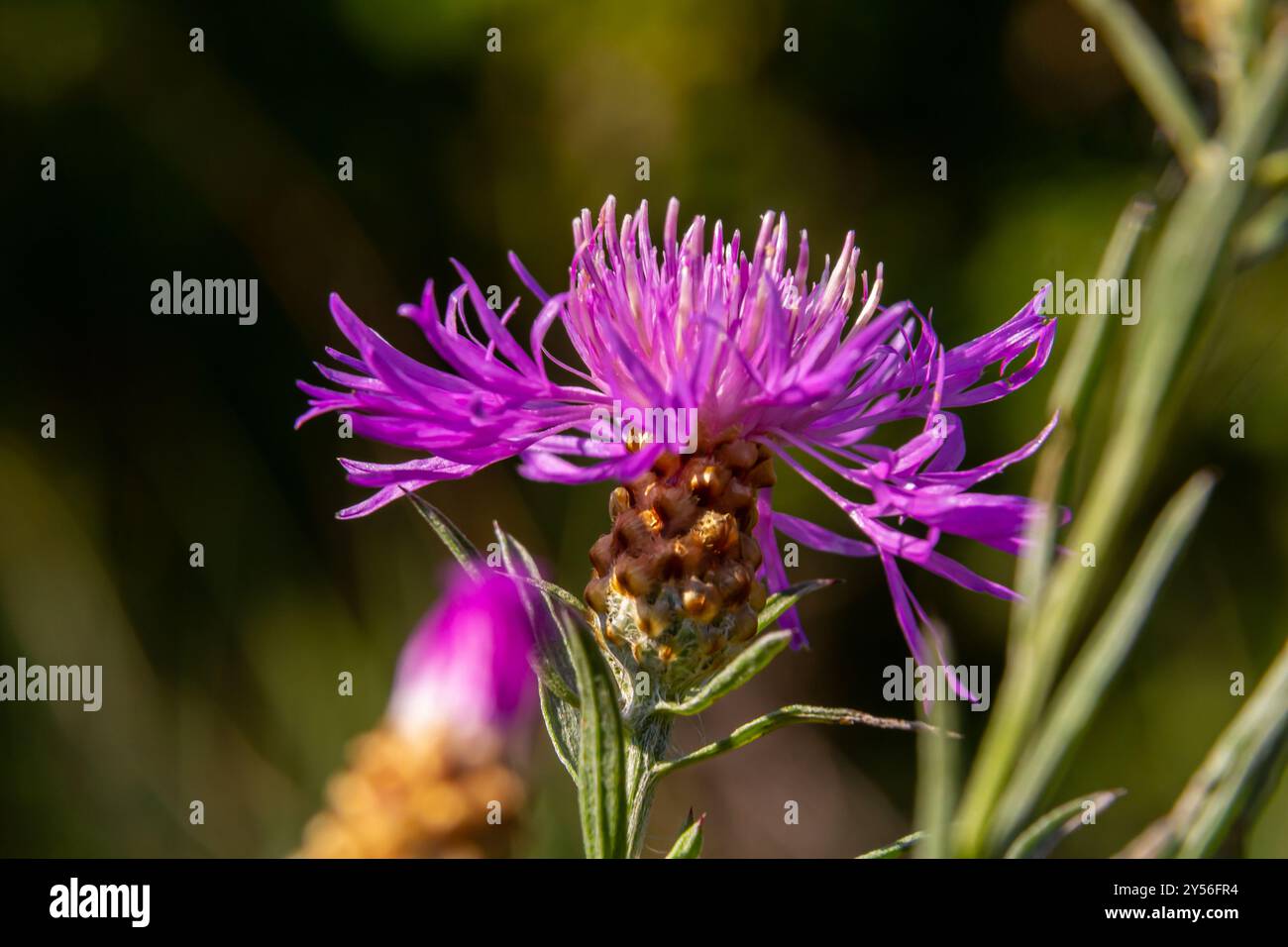 Blooming meadow knapweed, Centaurea jacea, on the meadow Stock Photo ...