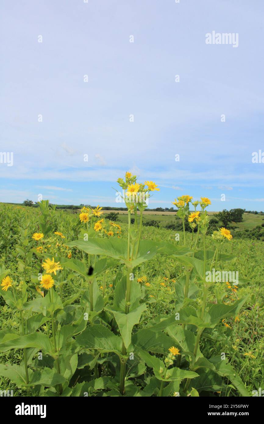 cup plant (Silphium perfoliatum) Plantae Stock Photo - Alamy