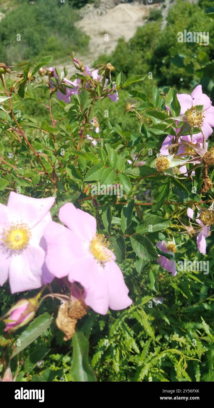 swamp rose (Rosa palustris) Plantae Stock Photo - Alamy