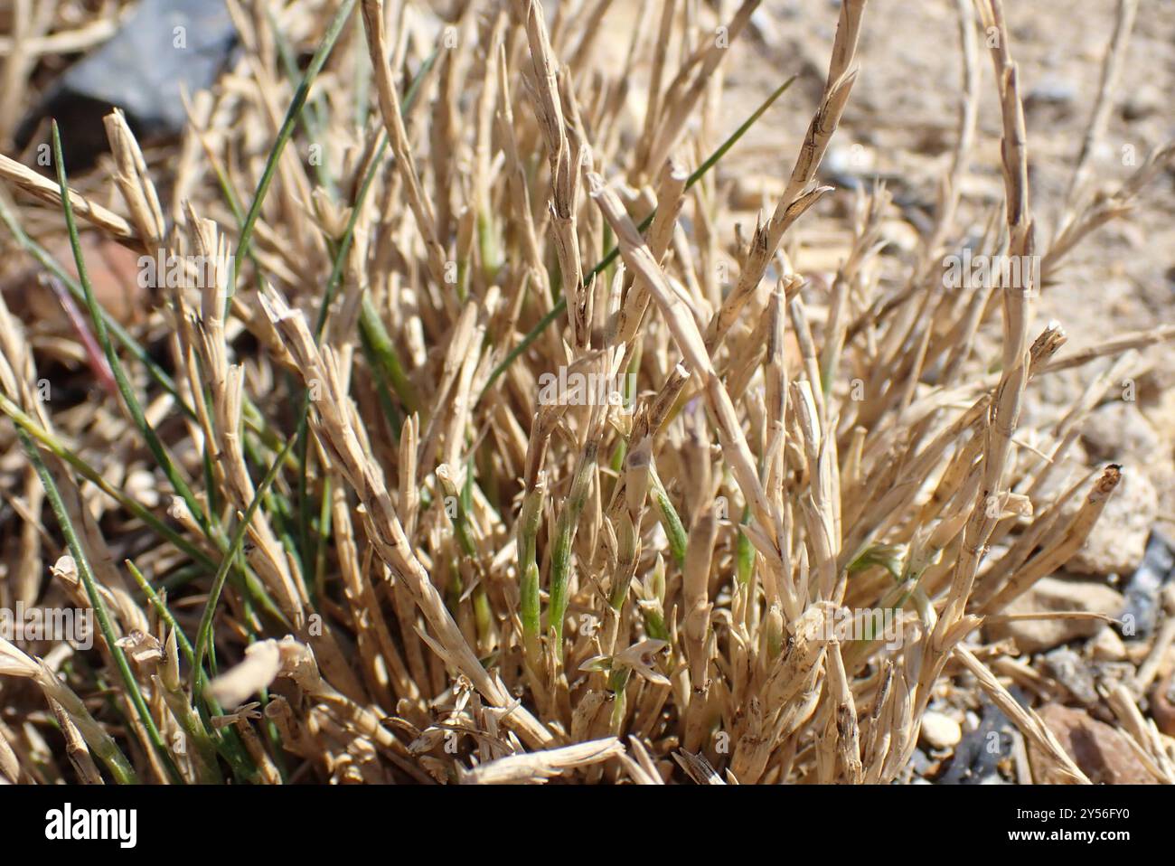 Hard-grass (Parapholis strigosa) Plantae Stock Photo - Alamy