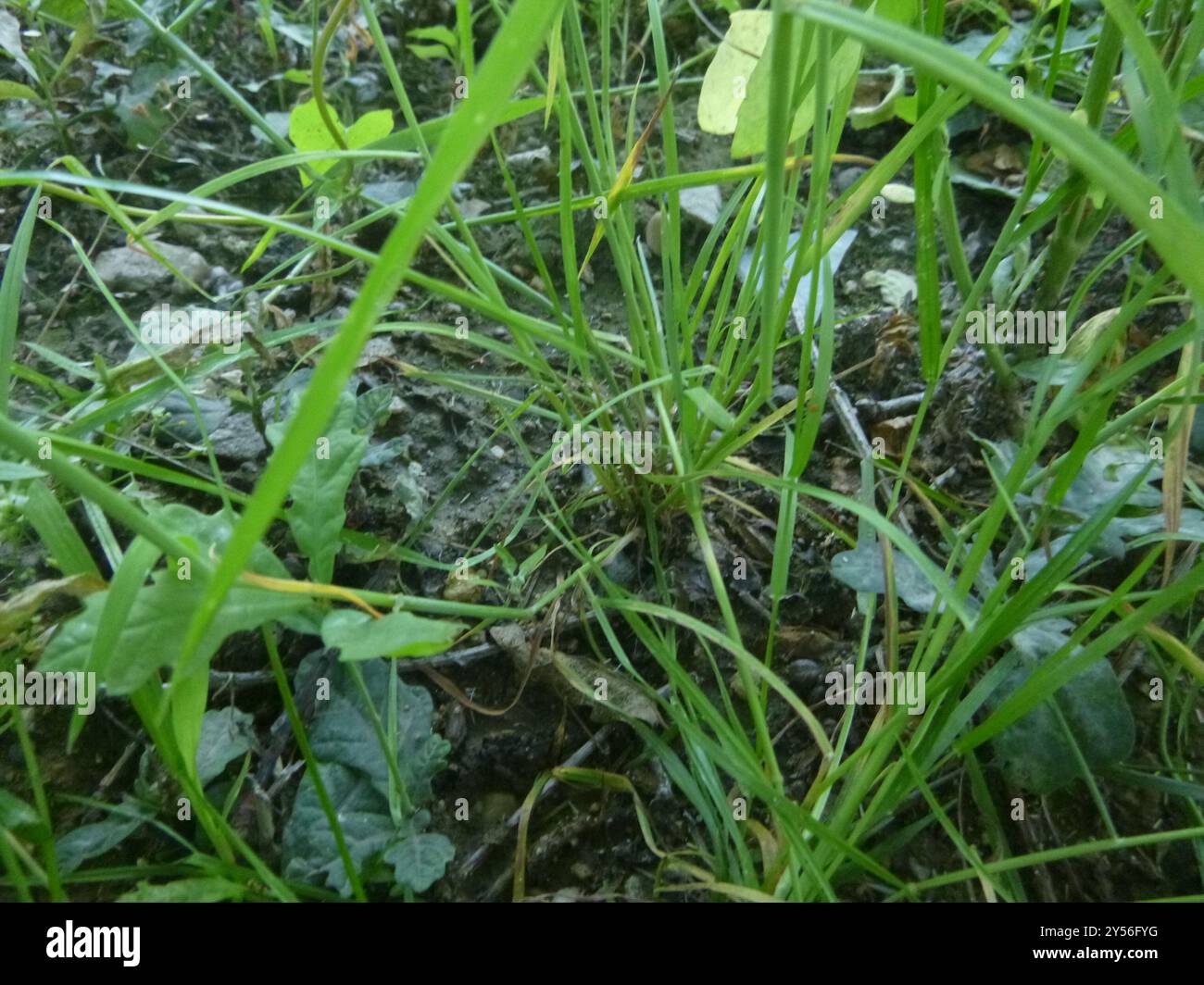 short-awn foxtail (Alopecurus aequalis) Plantae Stock Photo - Alamy