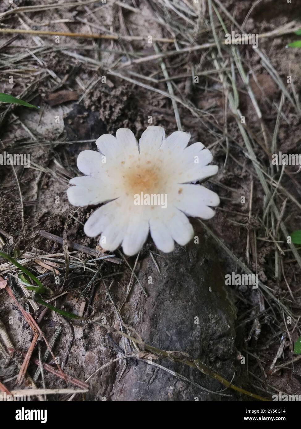 Common Funnel (Infundibulicybe gibba) Fungi Stock Photo - Alamy