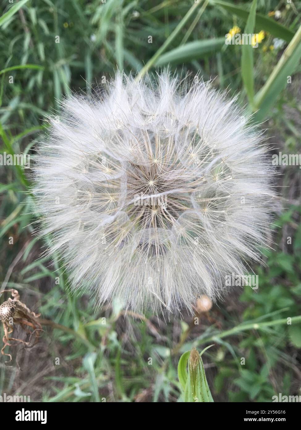 Salsifies (Tragopogon) Plantae Stock Photo - Alamy