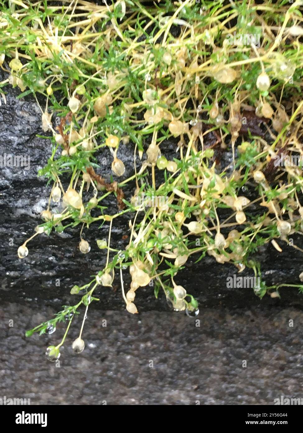 Procumbent Pearlwort (Sagina procumbens) Plantae Stock Photo - Alamy