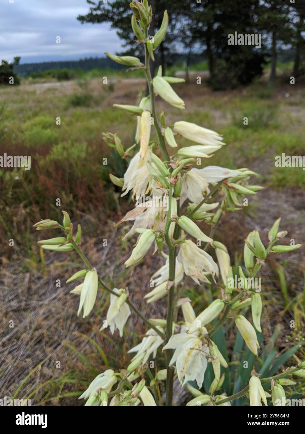 common yucca (Yucca filamentosa) Plantae Stock Photo - Alamy