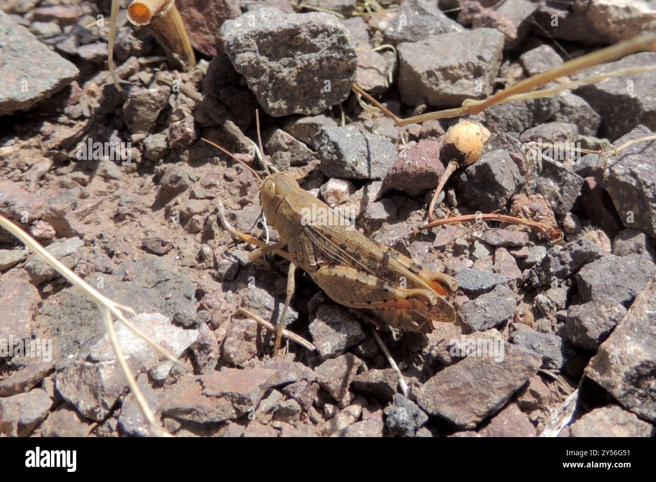 Barbarian Grasshopper (Calliptamus barbarus) Insecta Stock Photo - Alamy