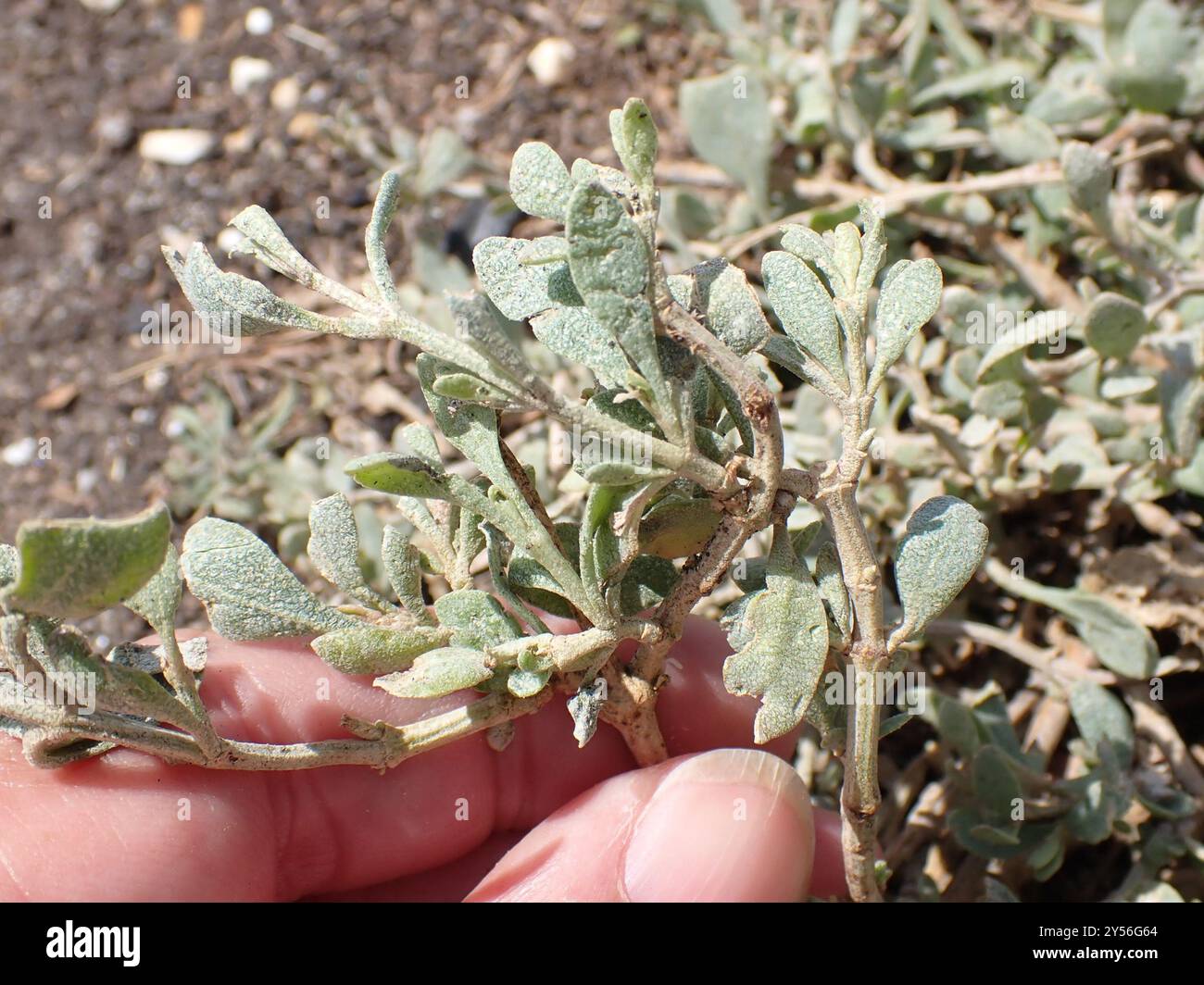 Mediterranean Saltbush (Atriplex halimus) Plantae Stock Photo - Alamy