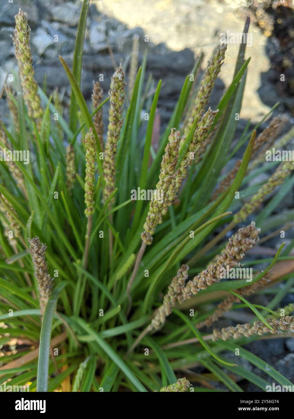 Sea Plantain (Plantago maritima) Plantae Stock Photo - Alamy