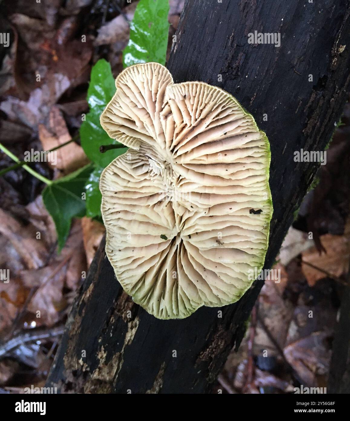 Gilled Polypore (Trametes betulina) Fungi Stock Photo - Alamy