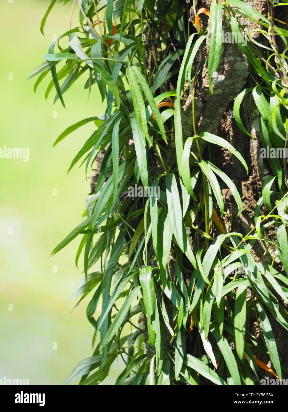 skunk vine (Paederia foetida) Plantae Stock Photo - Alamy