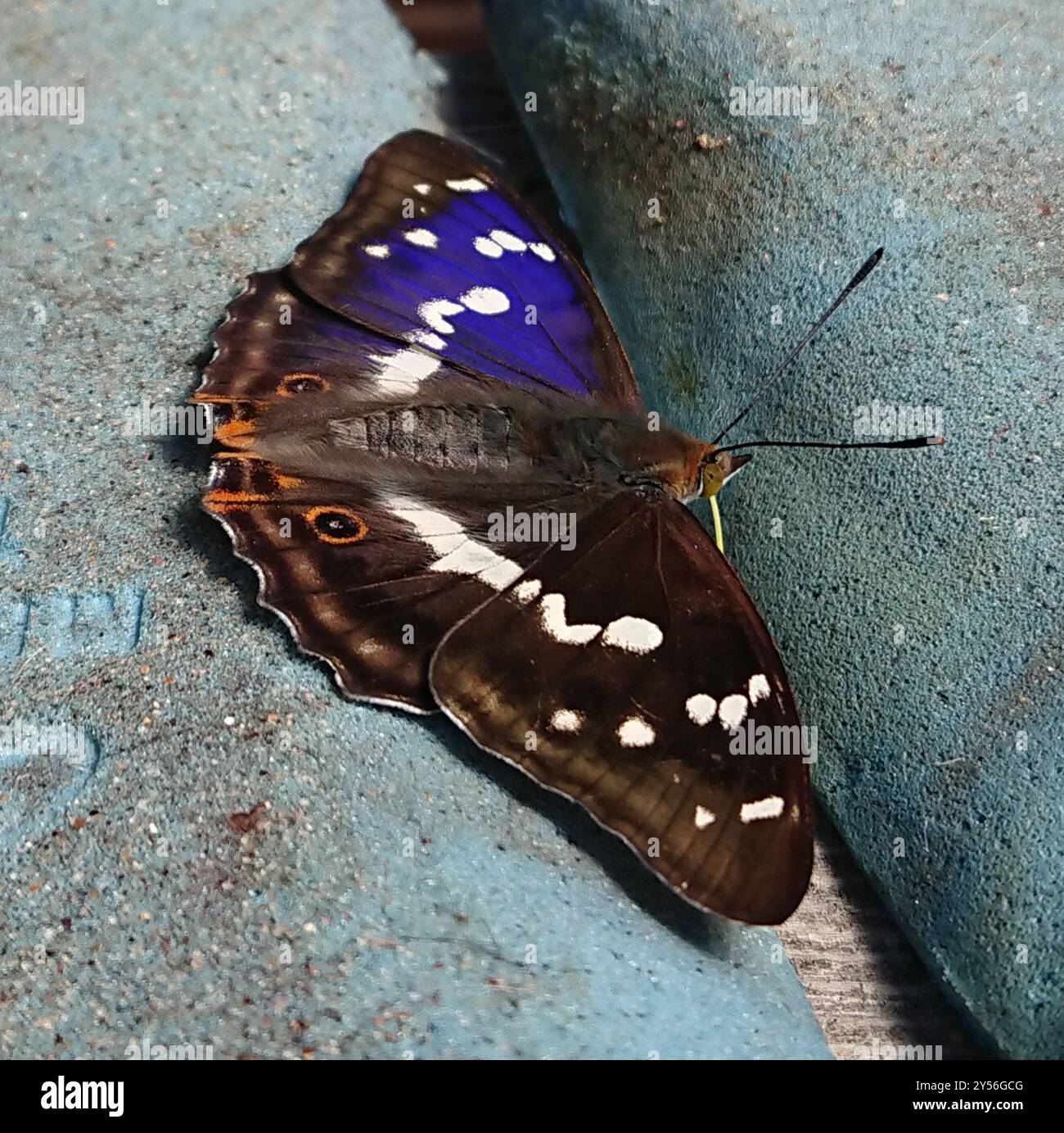 Purple Emperor (Apatura iris) Insecta Stock Photo - Alamy
