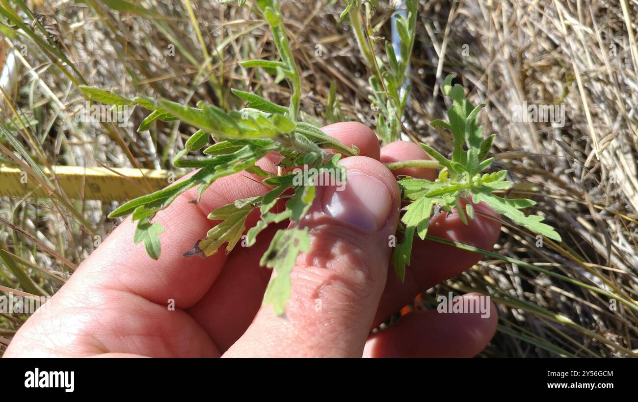 western ragweed (Ambrosia psilostachya) Plantae Stock Photo - Alamy