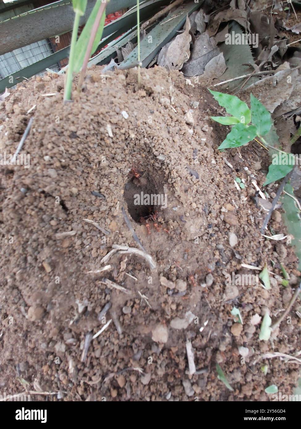 Hairy-headed leafcutter ant (Atta cephalotes) Insecta Stock Photo - Alamy
