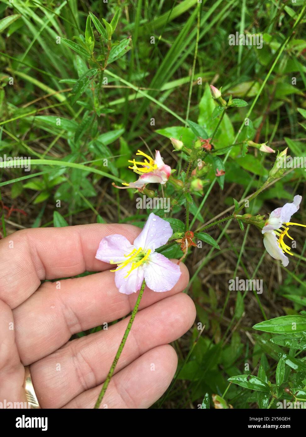 Maryland meadowbeauty (Rhexia mariana) Plantae Stock Photo - Alamy