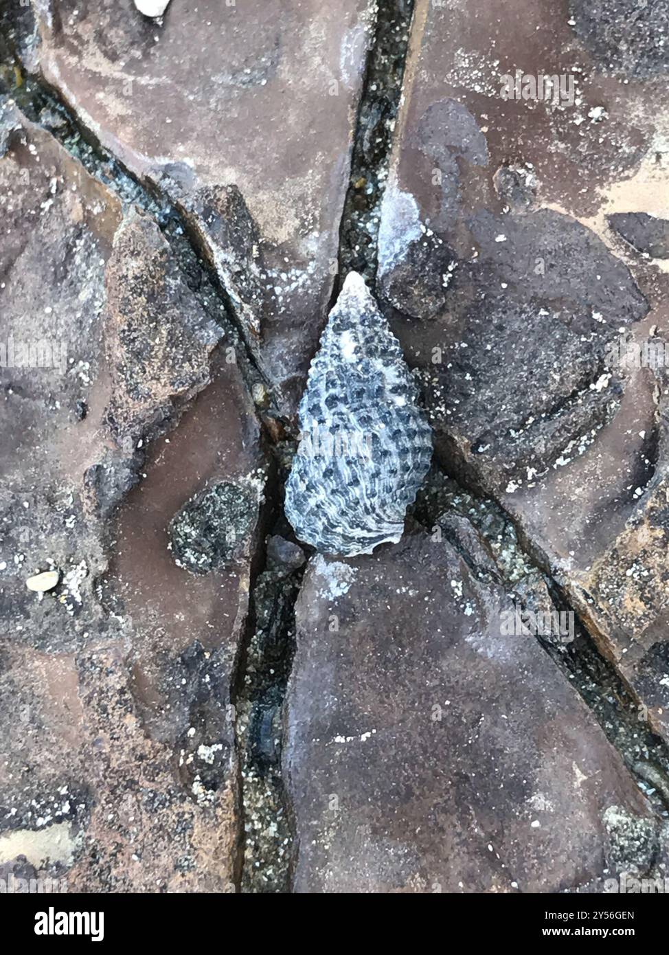 Cerith Snails and Allies (Cerithioidea) Mollusca Stock Photo - Alamy