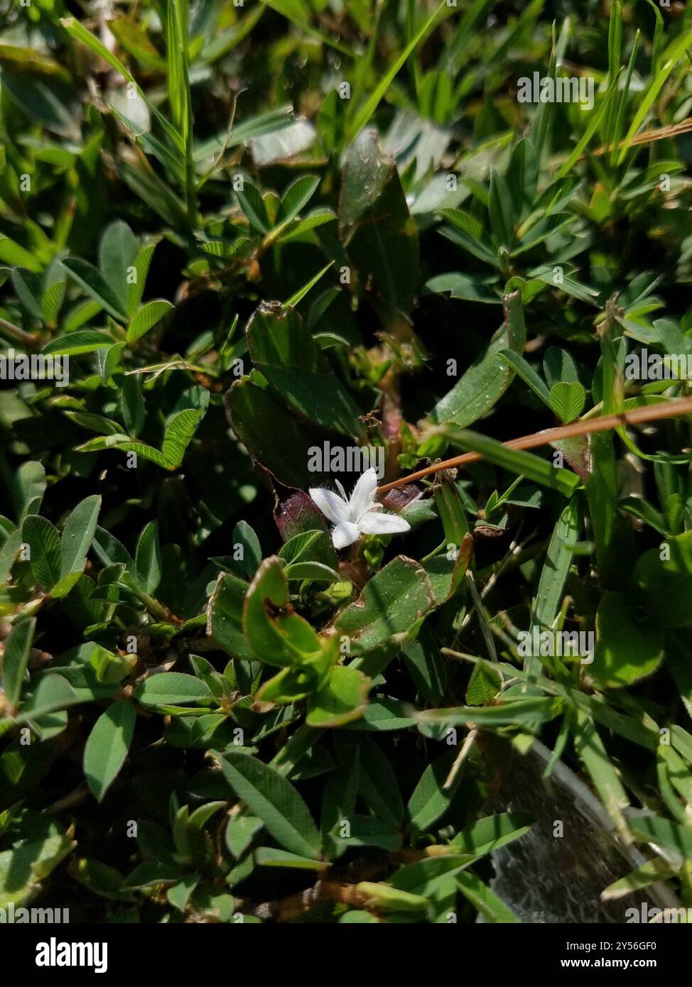 buttonweed (Diodia virginiana) Plantae Stock Photo - Alamy
