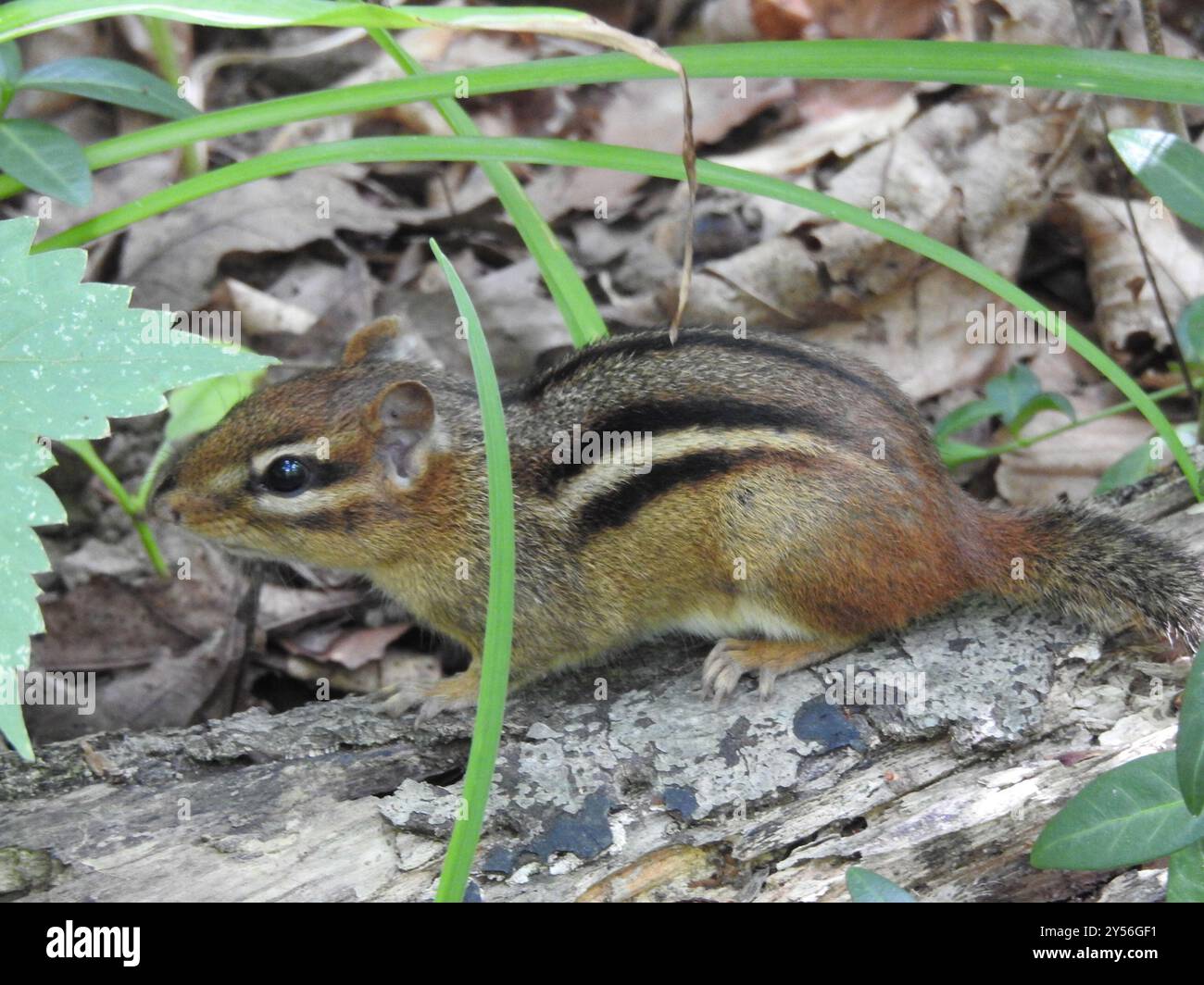 Eastern Chipmunk (Tamias striatus) Mammalia Stock Photo - Alamy