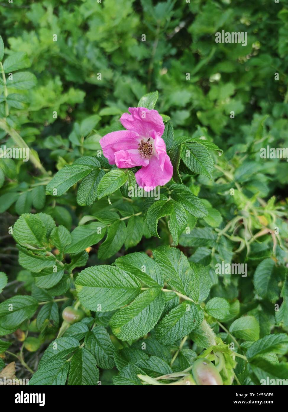 rugosa rose (Rosa rugosa) Plantae Stock Photo - Alamy