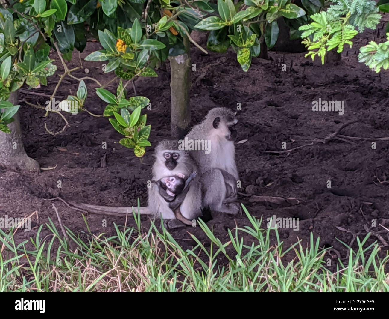 Southern Vervet Monkey (Chlorocebus pygerythrus pygerythrus) Mammalia ...