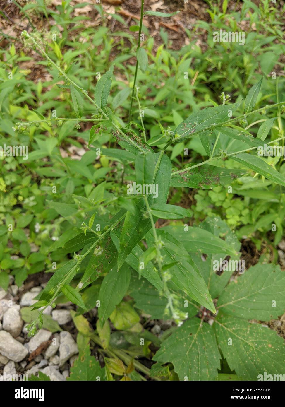 virginia stickseed (Hackelia virginiana) Plantae Stock Photo - Alamy