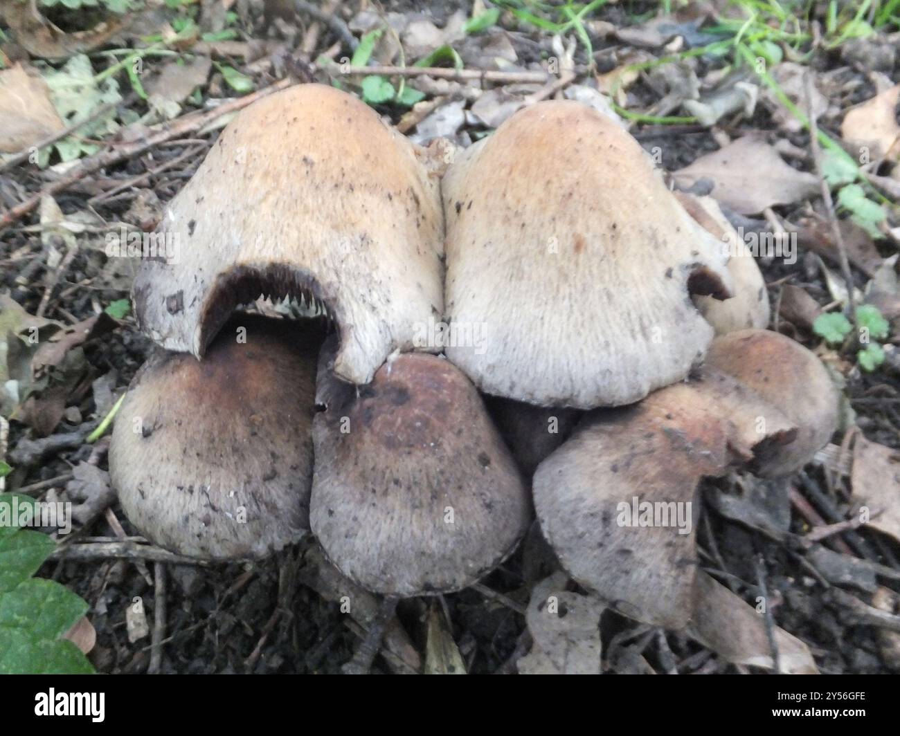 weeping widow (Lacrymaria lacrymabunda) Fungi Stock Photo - Alamy