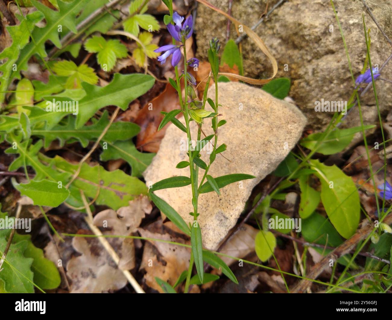Common Milkwort (Polygala vulgaris) Plantae Stock Photo - Alamy