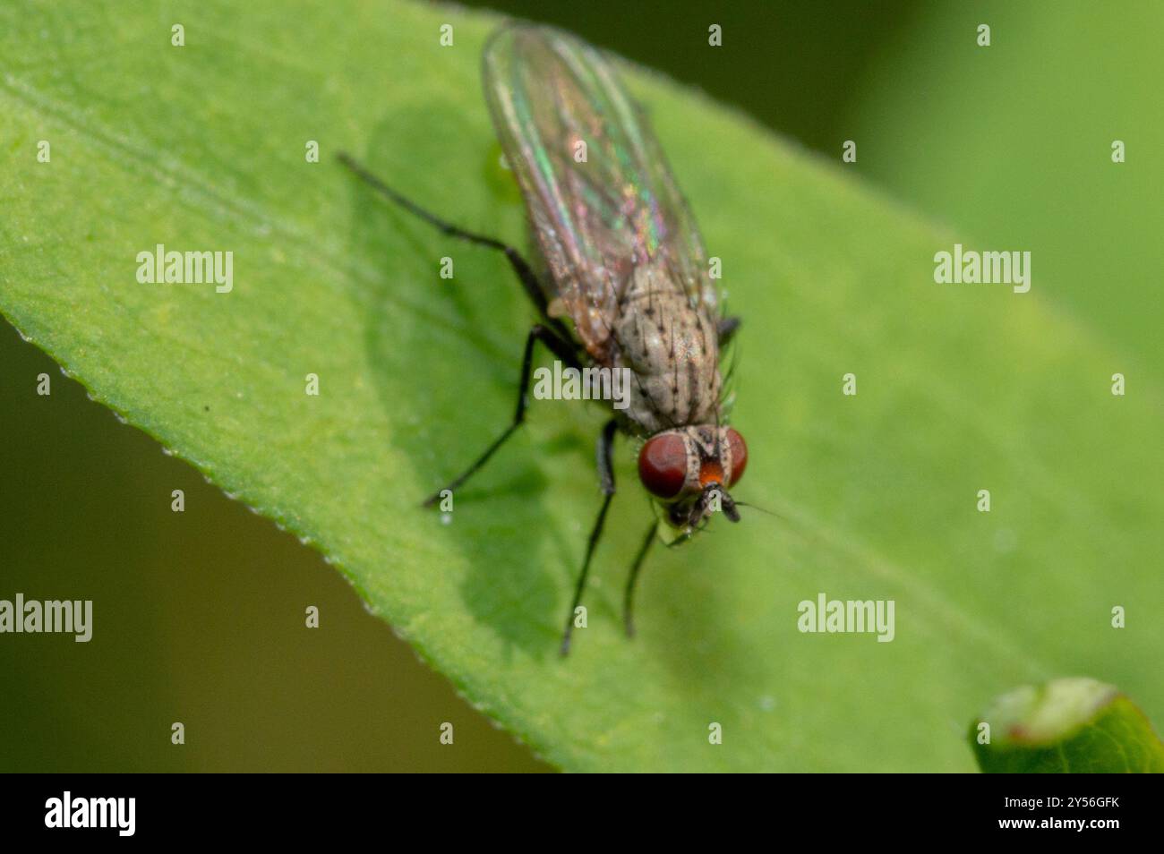 Root-maggot Flies (Anthomyiidae) Insecta Stock Photo - Alamy