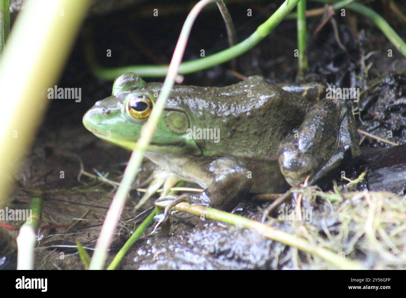 American Bullfrog (Lithobates catesbeianus) Amphibia Stock Photo - Alamy