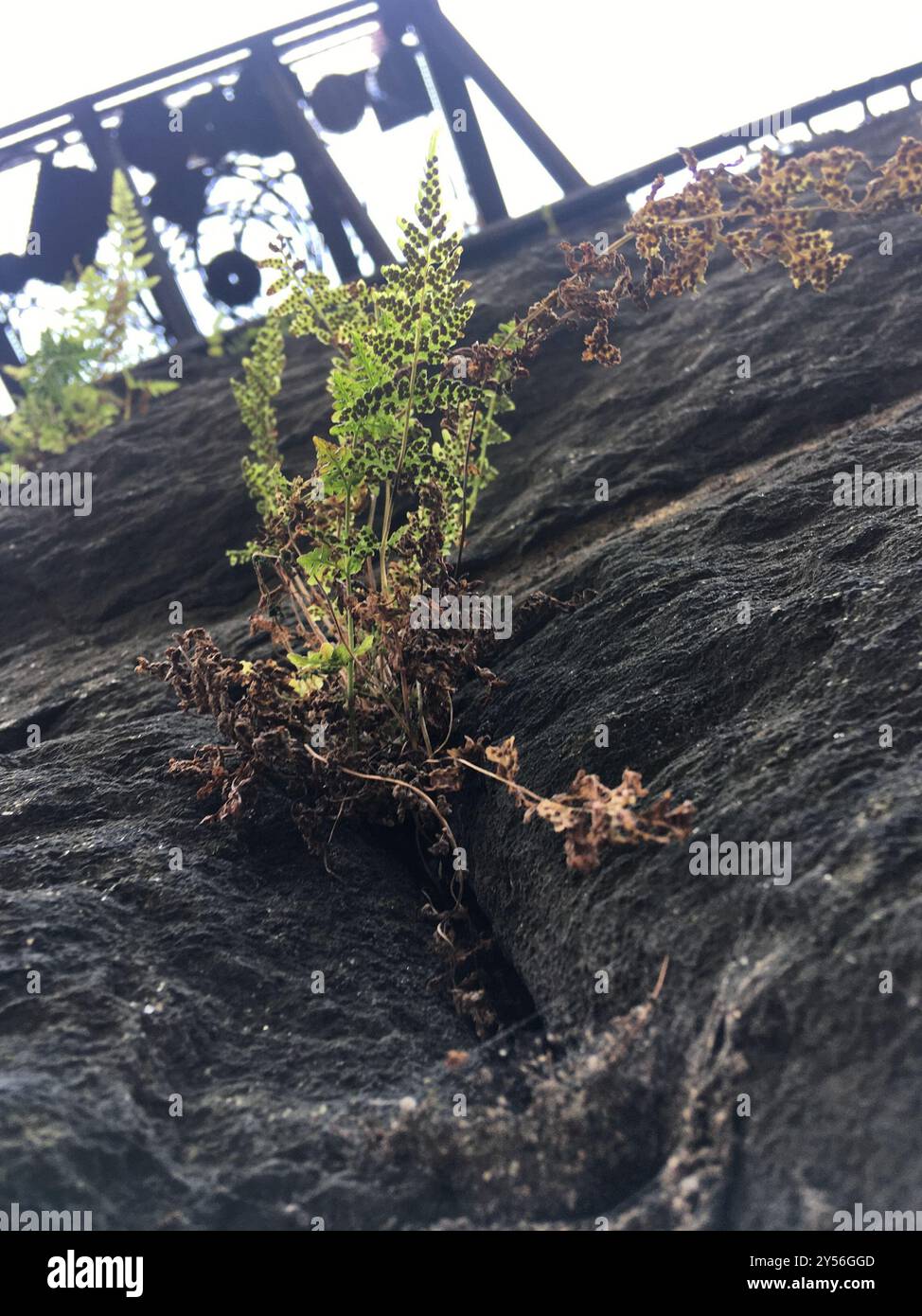 ferns (Polypodiopsida) Plantae Stock Photo - Alamy