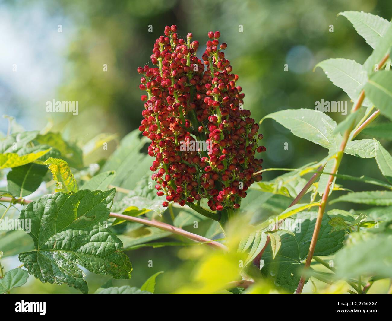 smooth sumac (Rhus glabra) Plantae Stock Photo - Alamy
