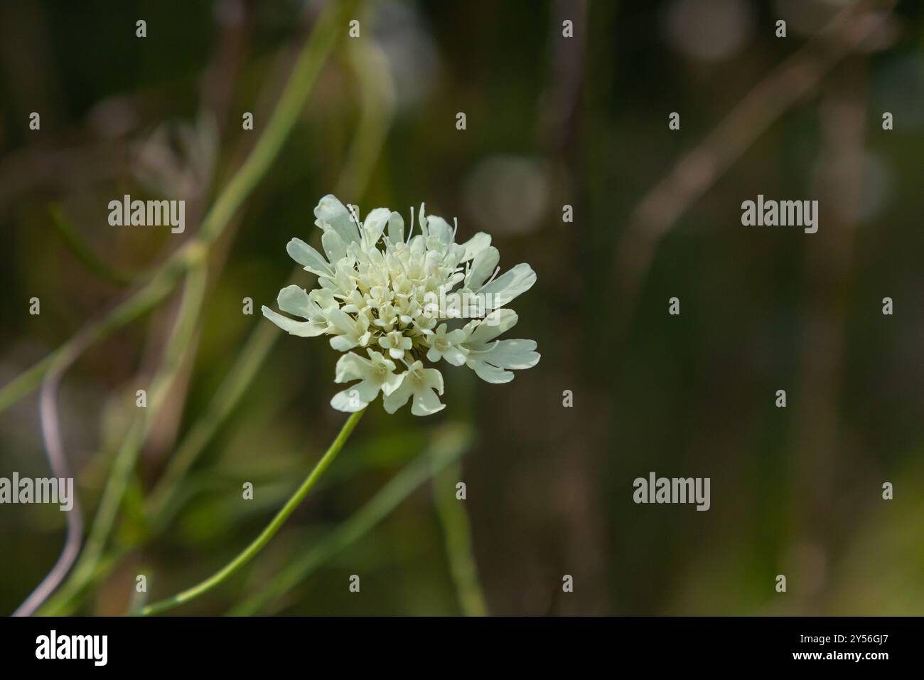 Cream scabious pincushion, Scabiosa ochroleuca, in flower Stock Photo ...