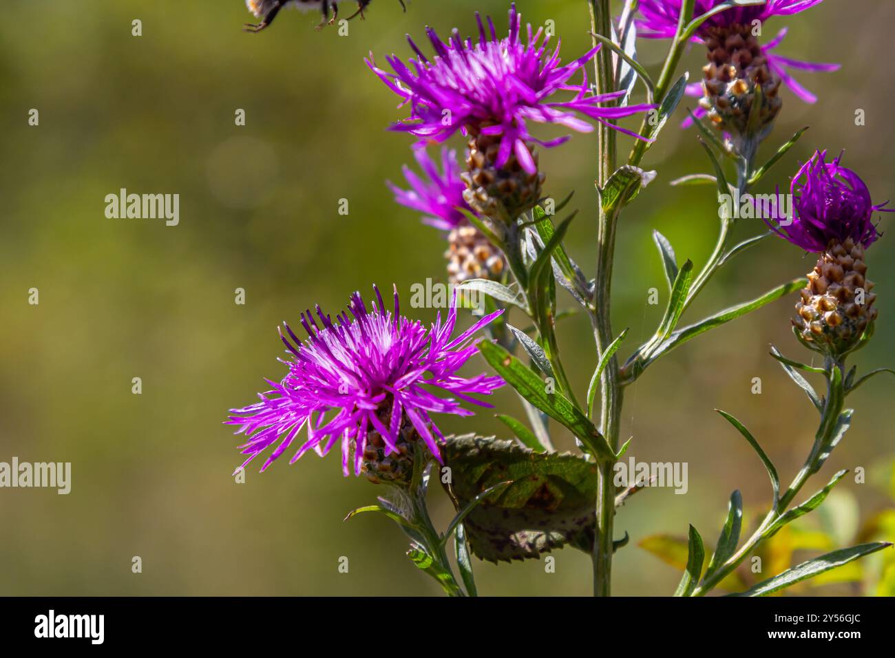 Botanical macro flower knapweed close hi-res stock photography and ...