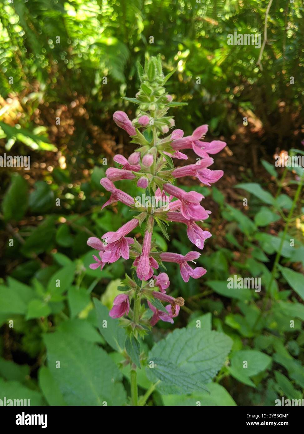 Coastal Hedge-nettle (Stachys chamissonis) Plantae Stock Photo - Alamy