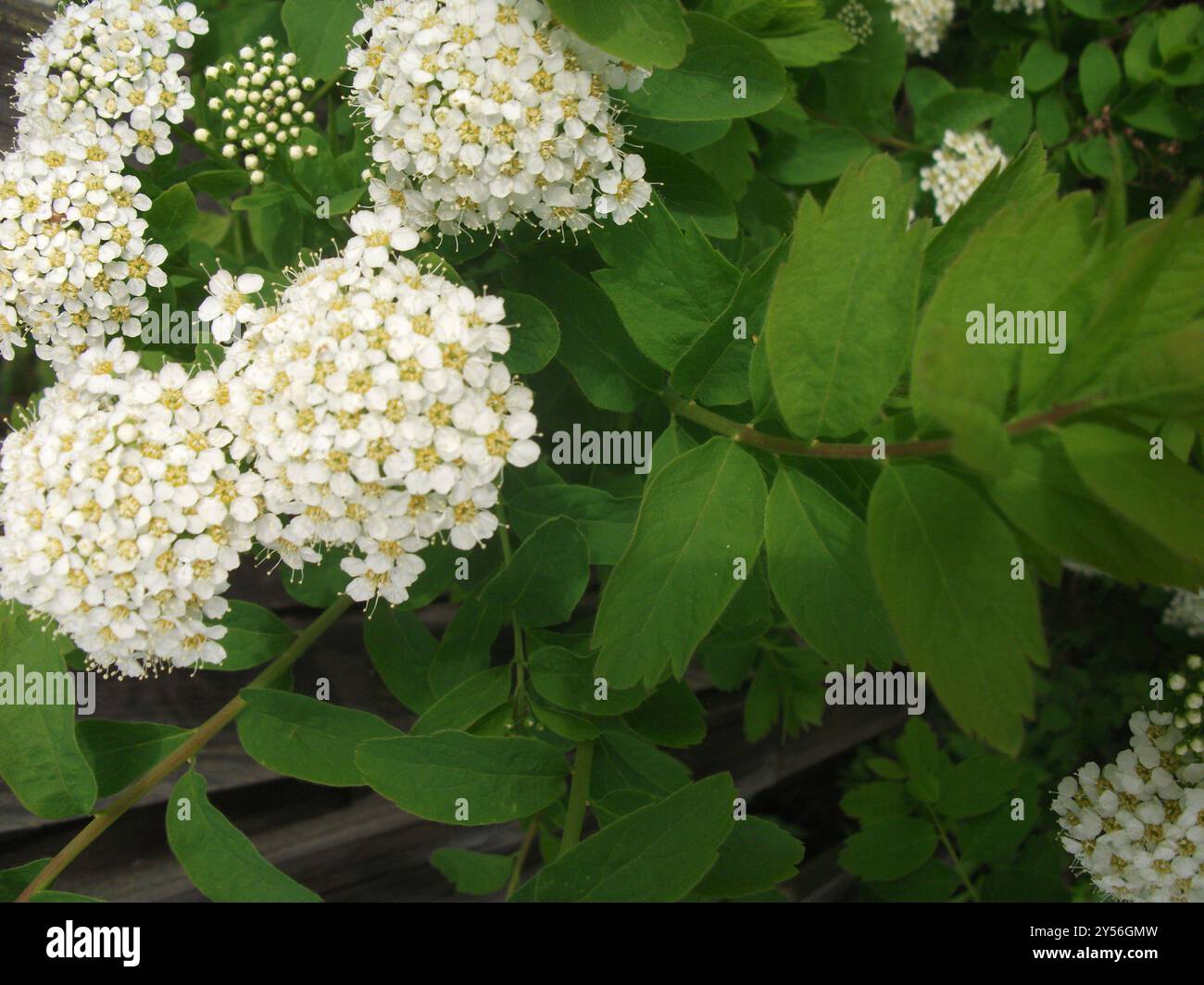 Russian Spirea (Spiraea media) Plantae Stock Photo - Alamy