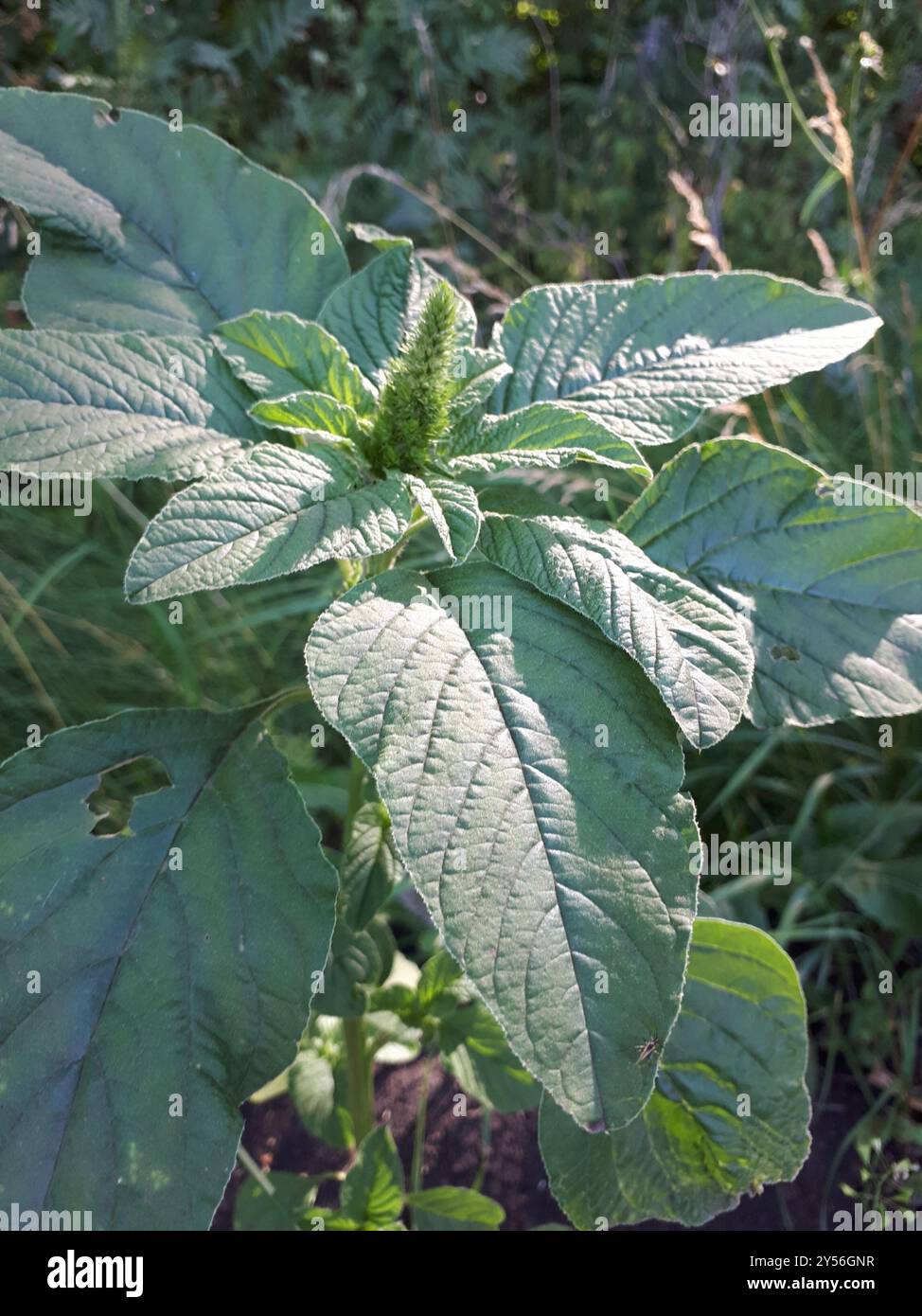 Redroot Amaranth (Amaranthus retroflexus) Plantae Stock Photo - Alamy