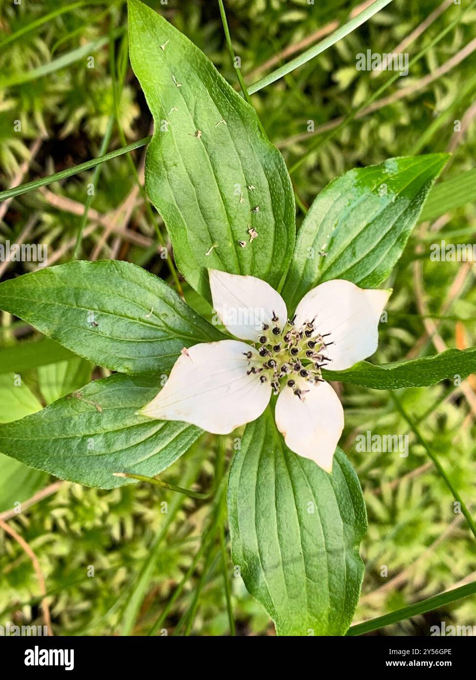 Western Bunchberry (Cornus unalaschkensis) Plantae Stock Photo - Alamy