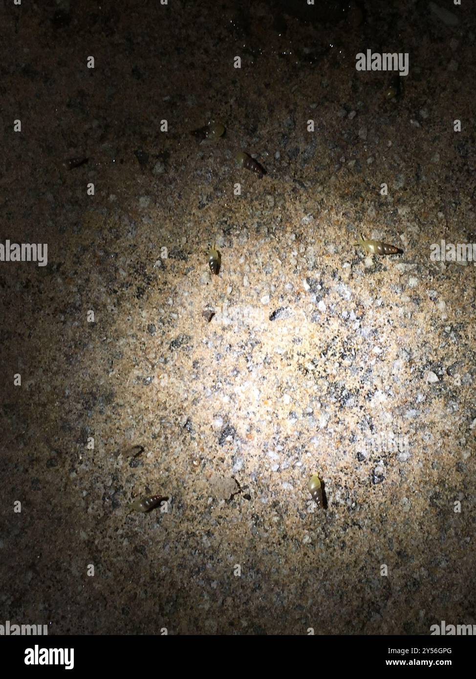 Awl Snails and Allies (Subulininae) Mollusca Stock Photo - Alamy