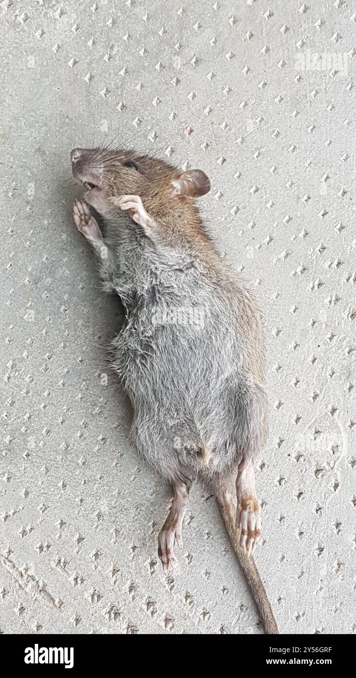 Old World Rats (Rattus) Mammalia Stock Photo - Alamy