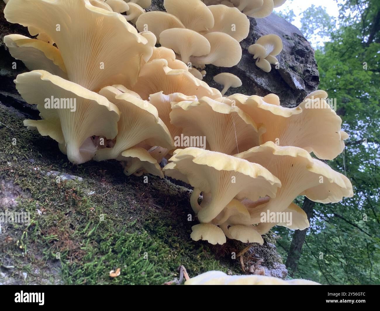 Golden Oyster Mushroom (Pleurotus citrinopileatus) Fungi Stock Photo ...