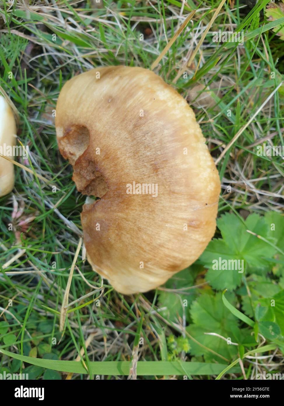 Stinking Brittlegill (Russula foetens) Fungi Stock Photo - Alamy
