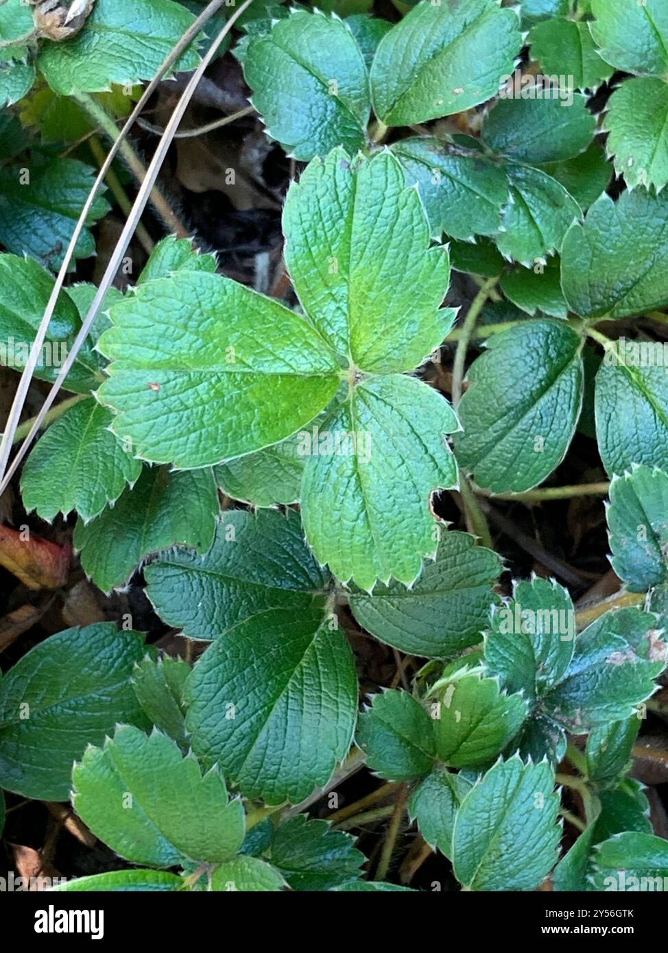beach strawberry (Fragaria chiloensis) Plantae Stock Photo - Alamy