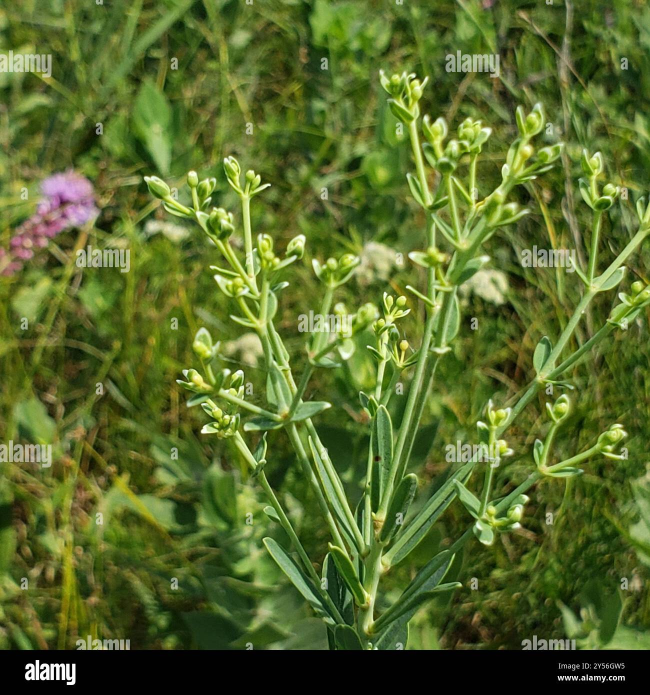 flowering spurge (Euphorbia corollata) Plantae Stock Photo - Alamy