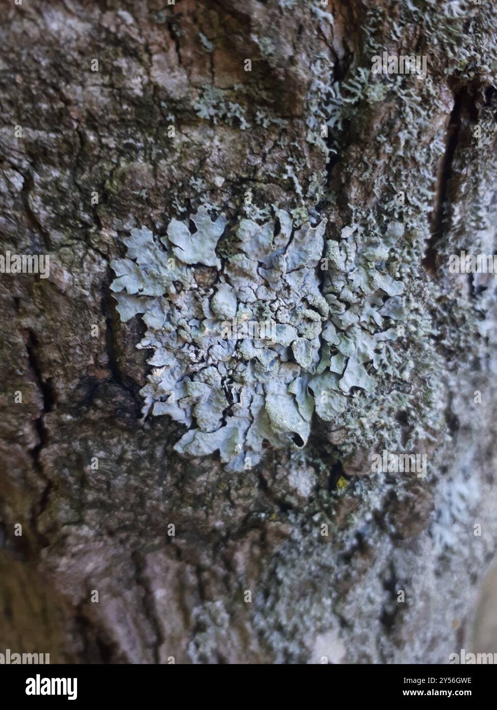 shield lichen (Parmelia sulcata) Fungi Stock Photo - Alamy