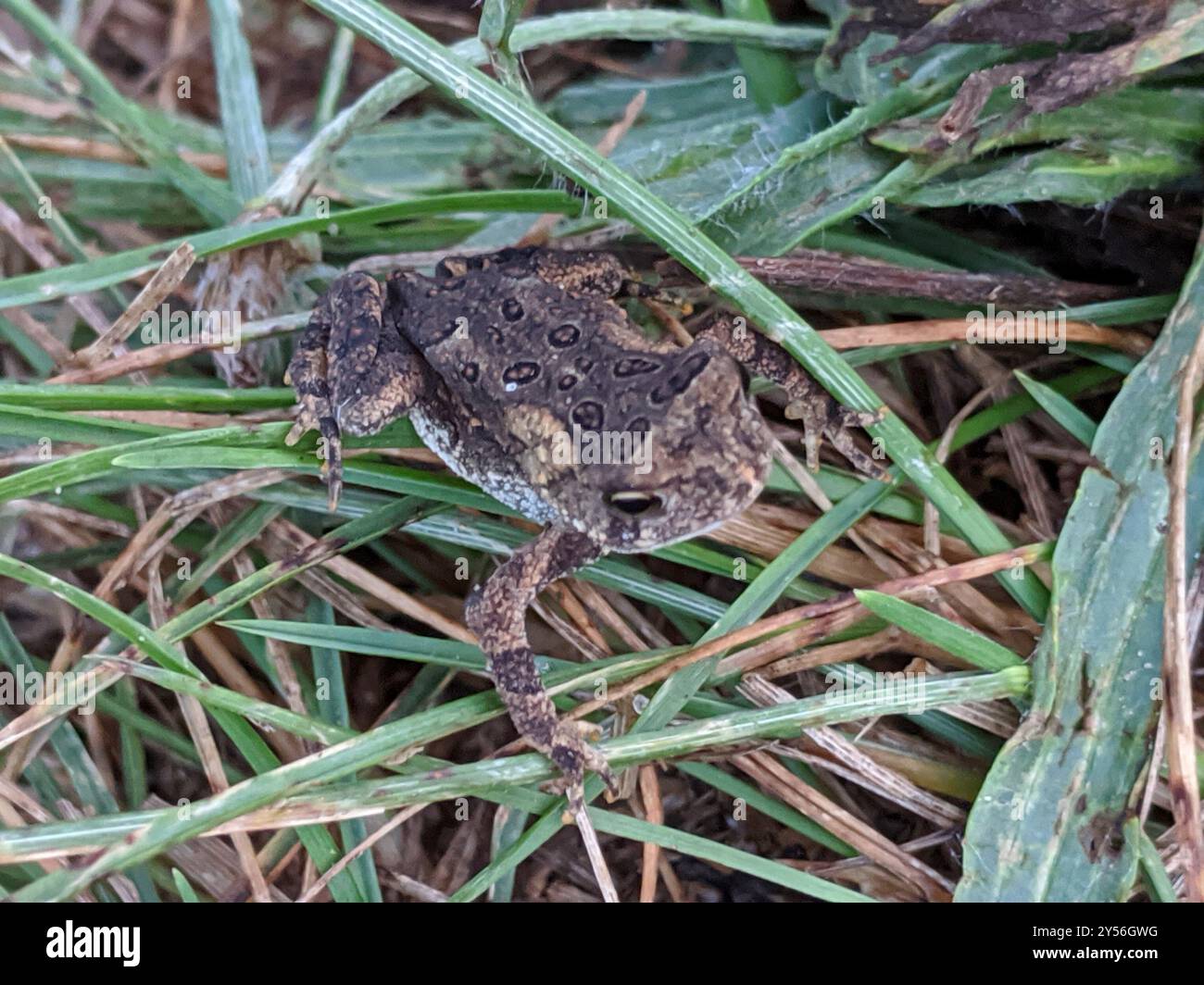 American Toad (Anaxyrus americanus) Amphibia Stock Photo - Alamy