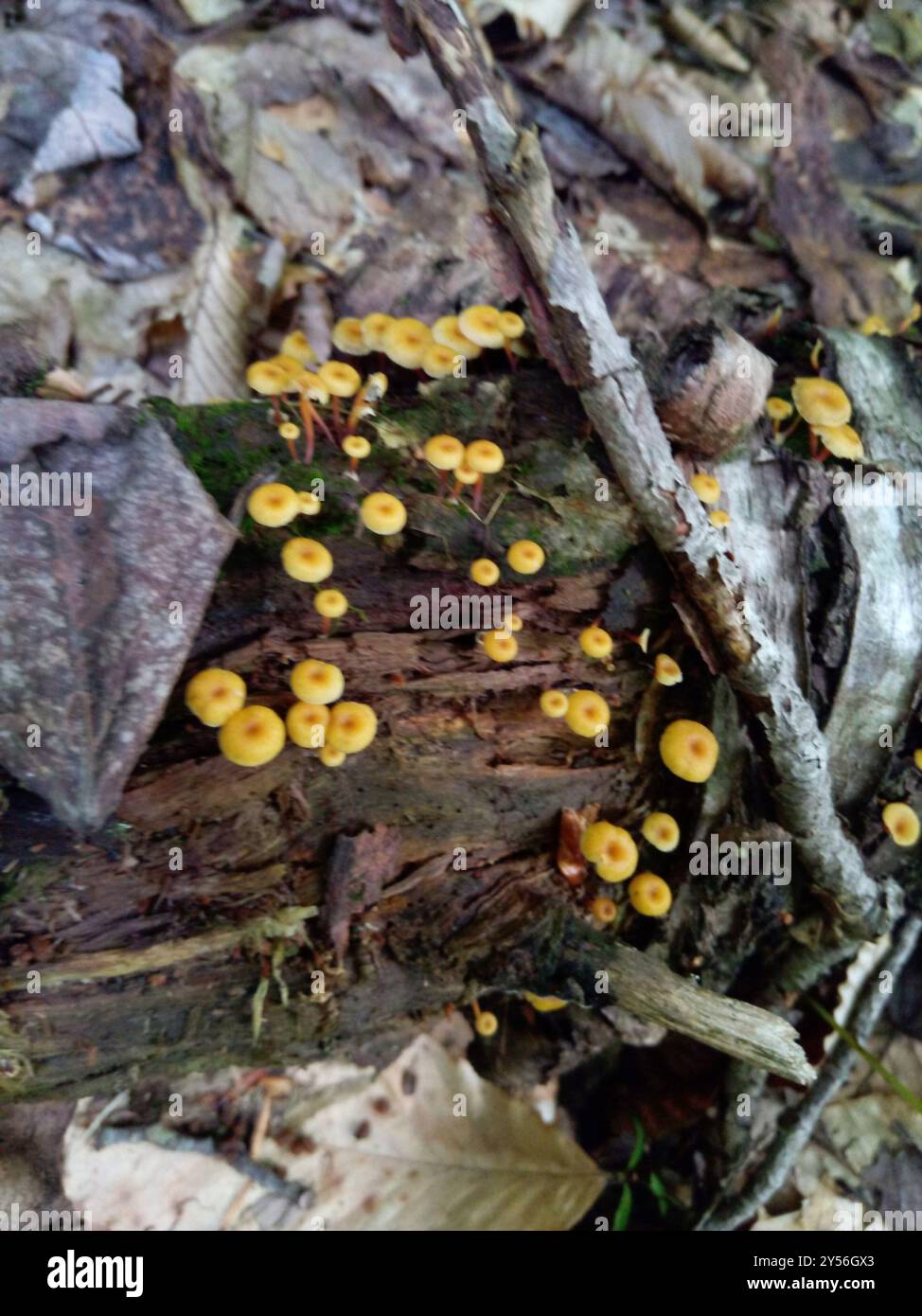 Cross-veined Troop Mushroom (Xeromphalina kauffmanii) Fungi Stock Photo ...
