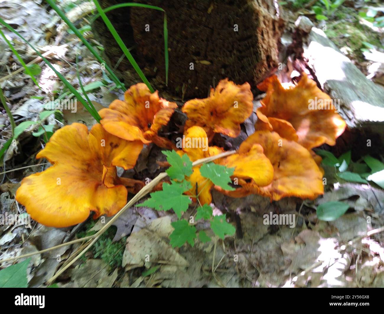 Eastern American jack-o'-lantern (Omphalotus illudens) Fungi Stock ...