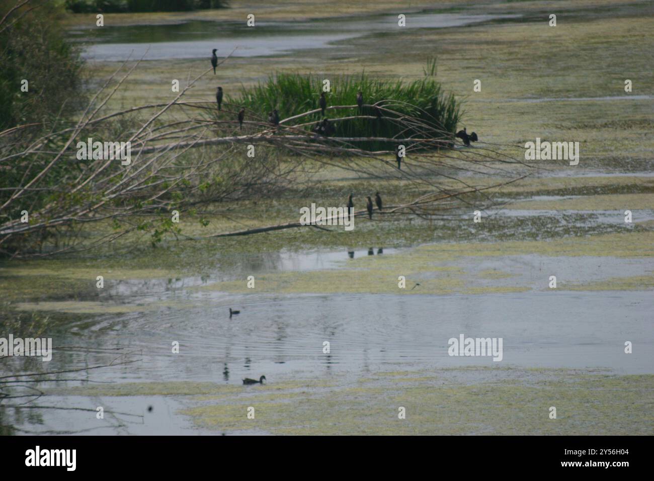 Pygmy Cormorant (Microcarbo pygmaeus) Aves Stock Photo - Alamy